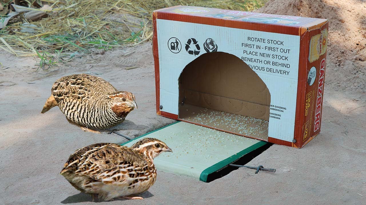 Easy underground quick bird trap using cardboard - Best DIY quail trap ...