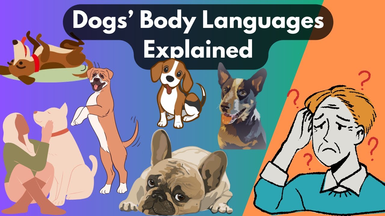 Dogs' Body Languages Explained! - YouTube