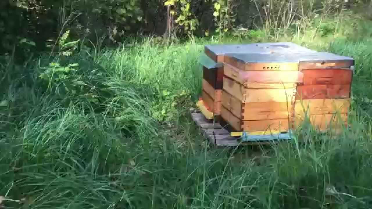 Apis Donau apiary used to produce Buckfast package bees in Danube ...