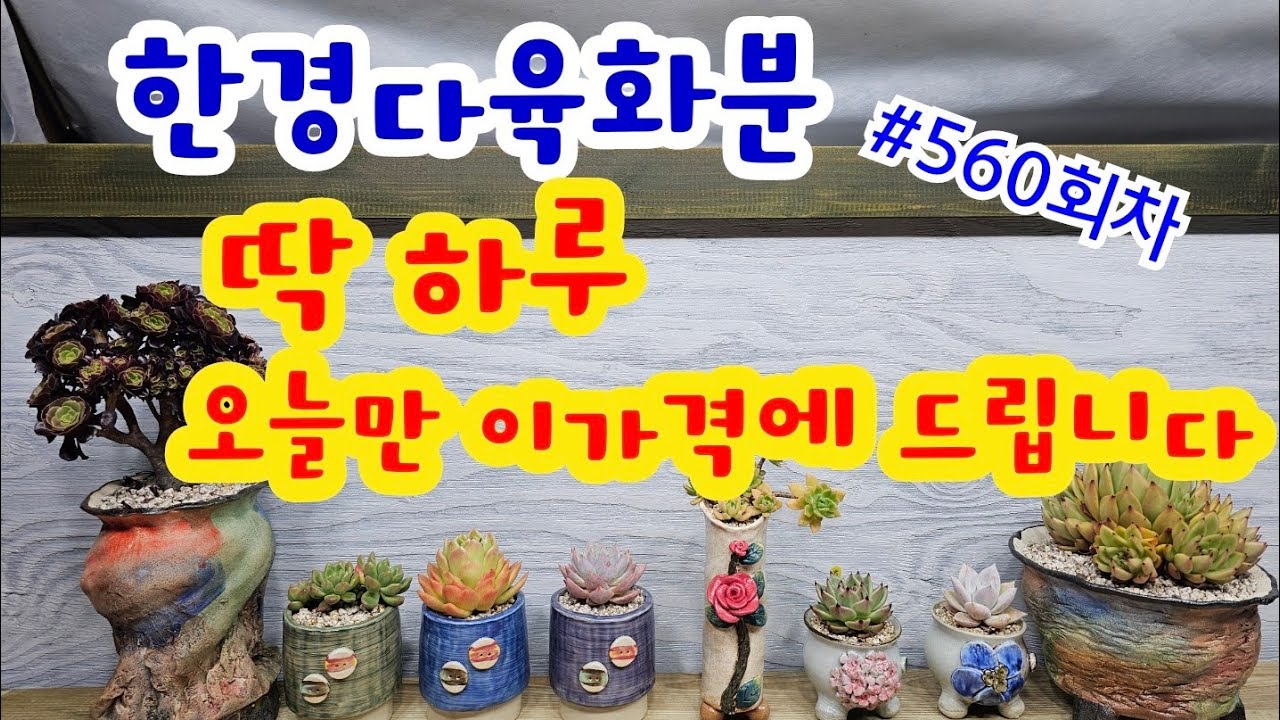 2024년 6월 21일560회차 저녁 영상 한경다육화분 수제공방분 공방분 다육화분 화분 다육이 다육식물 한경