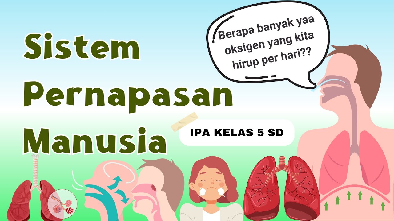 Sistem Pernapasan Manusia |Hidung|Faring|Laring|Trakea|Bronkus|Paru ...