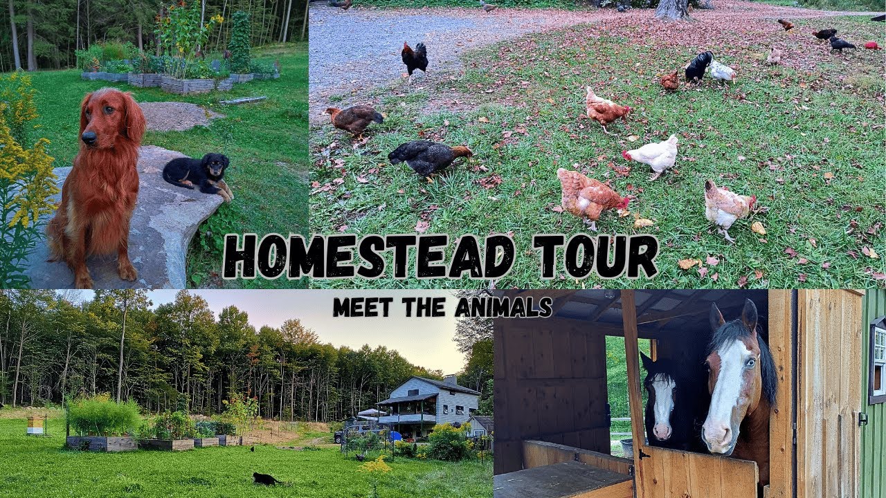 Homestead Tour/Vlog | Meet the Animals | PART 1 of 2 - YouTube