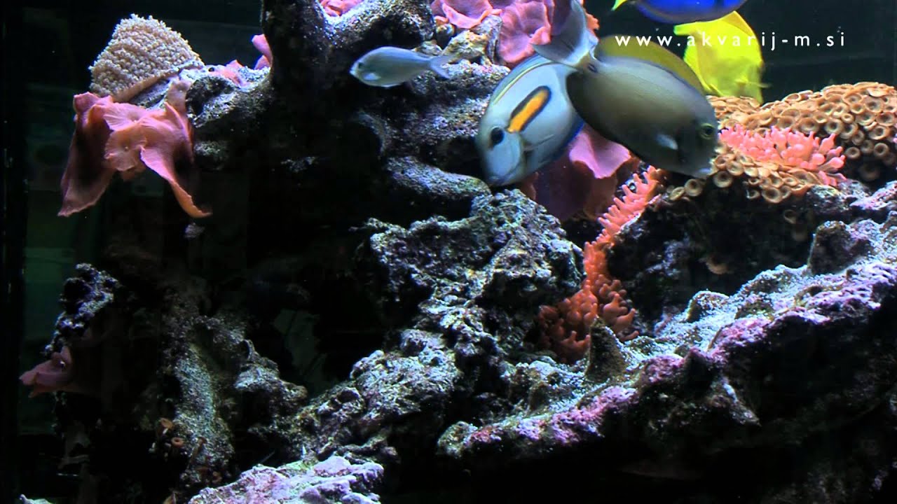 Tropski morski akvarij - YouTube