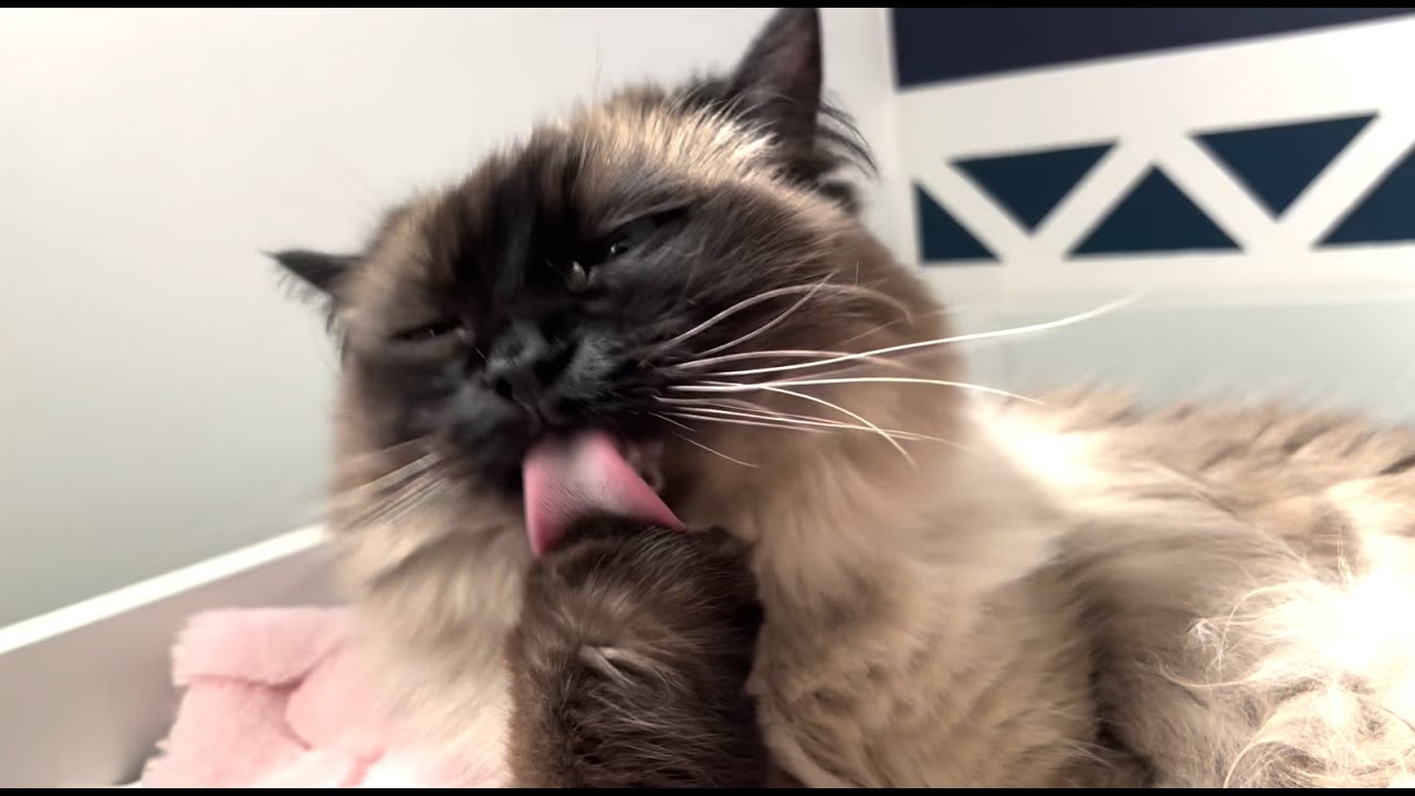 She flipping me off??? | Cat Grooming ASMR | A cat's meditation - YouTube