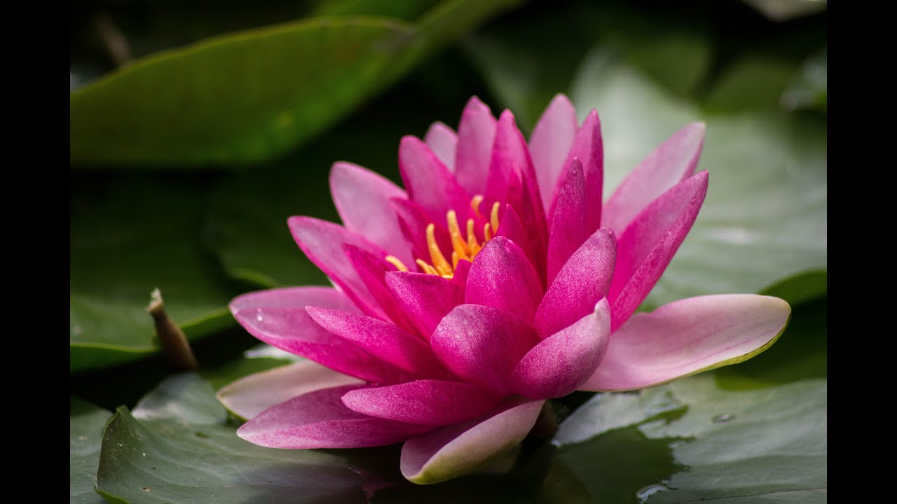 Daimoku - Nam myoho renge kyo - 15 minutes - YouTube