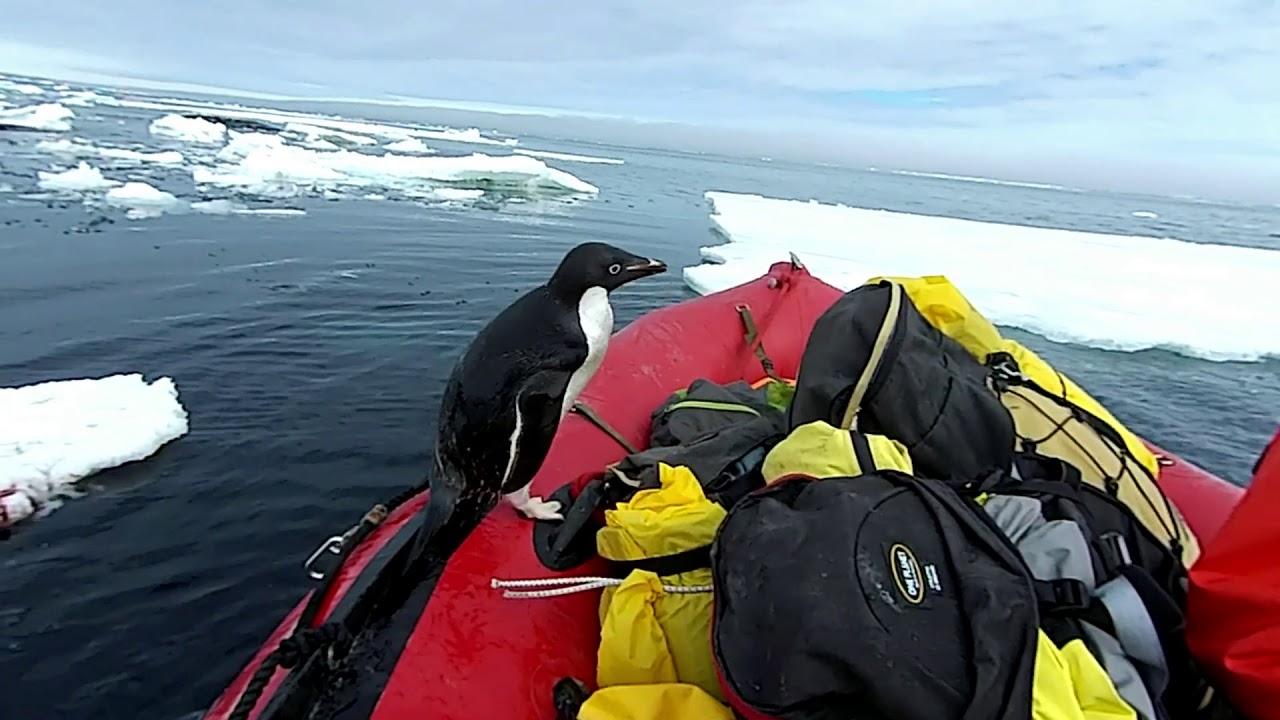 Penguin wants to science with Antarctic scientists - YouTube