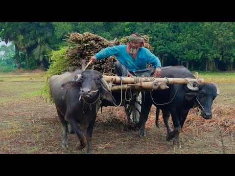 The thousand-year-old tradition of pulling carts with buffaloes is ...