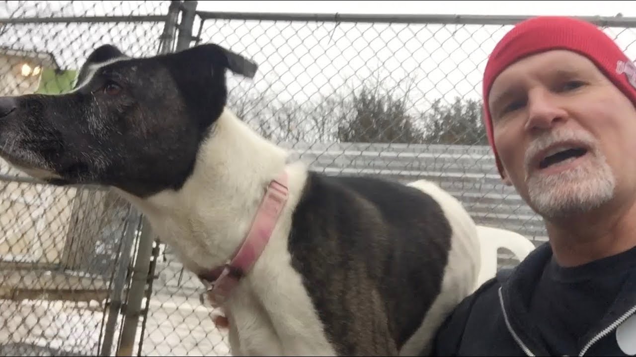 Berea Animal Rescue "Dog of the Week" — Kyla - YouTube