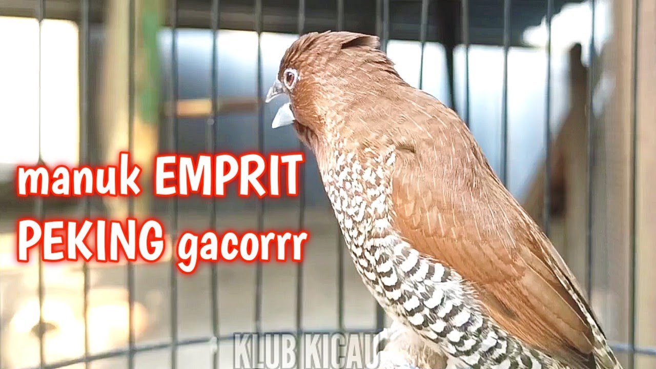 suara manuk emprit peking gacor isian kenari 027 - YouTube