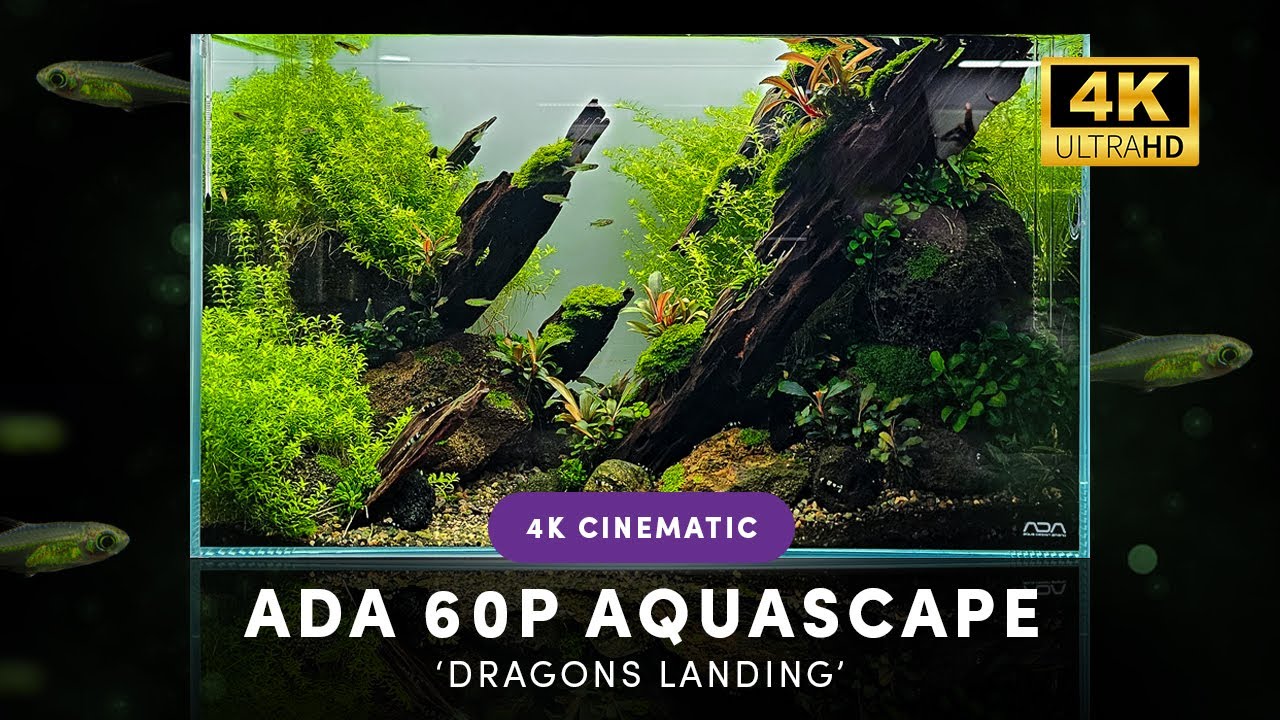 ADA 60P FULL ADA SYSTEM - 4k CINEMATIC - 9 MONTHS OLD - YouTube
