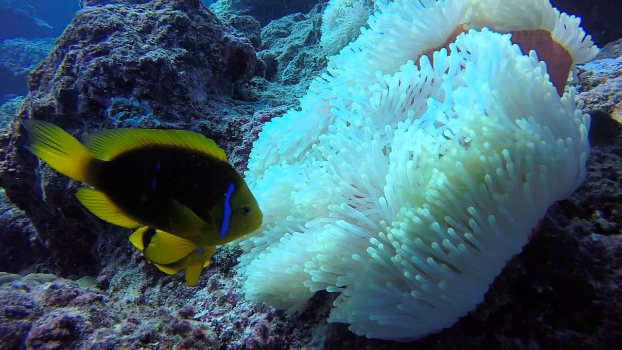 Finding the Real Nemo.. - YouTube