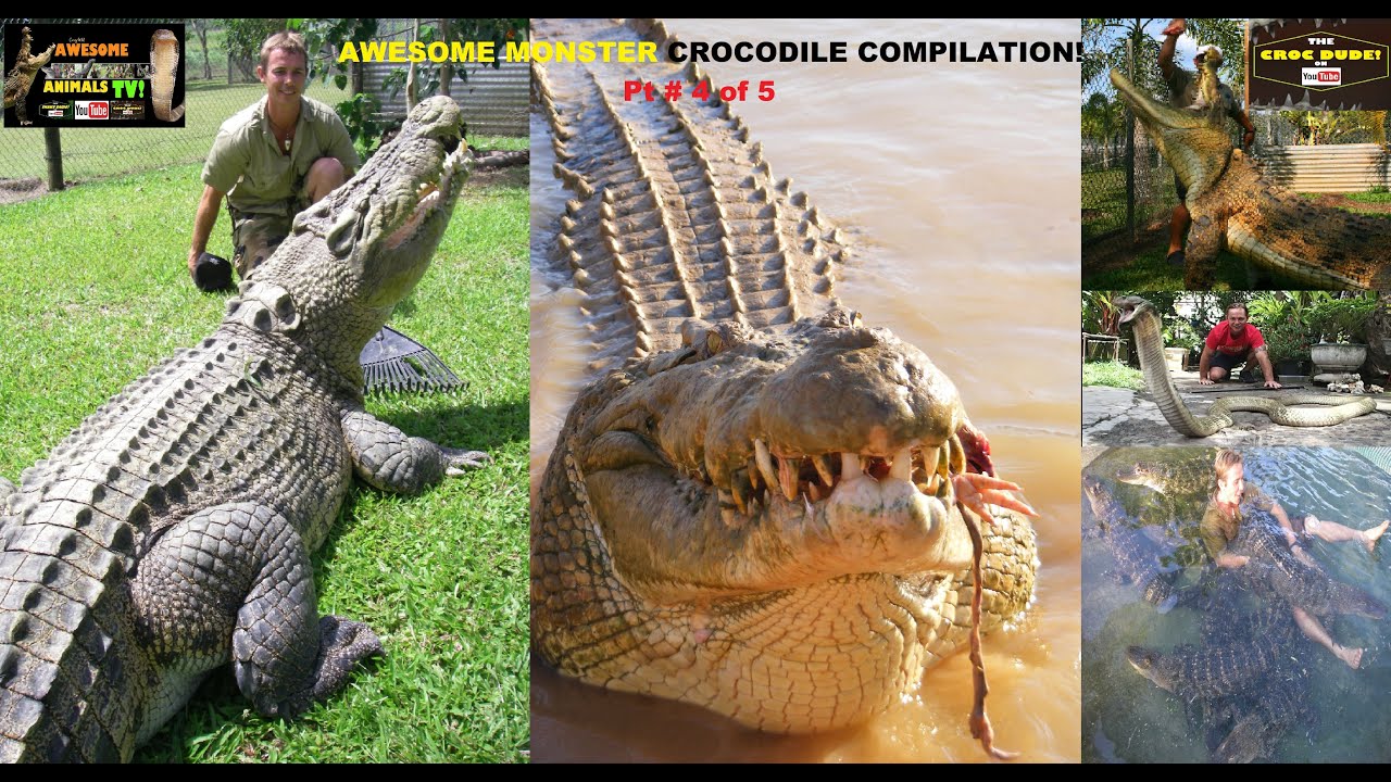 Aussie CROCODILE MAN CROCODILE Attack COMPILATION! Top 10 CROCDILES ...