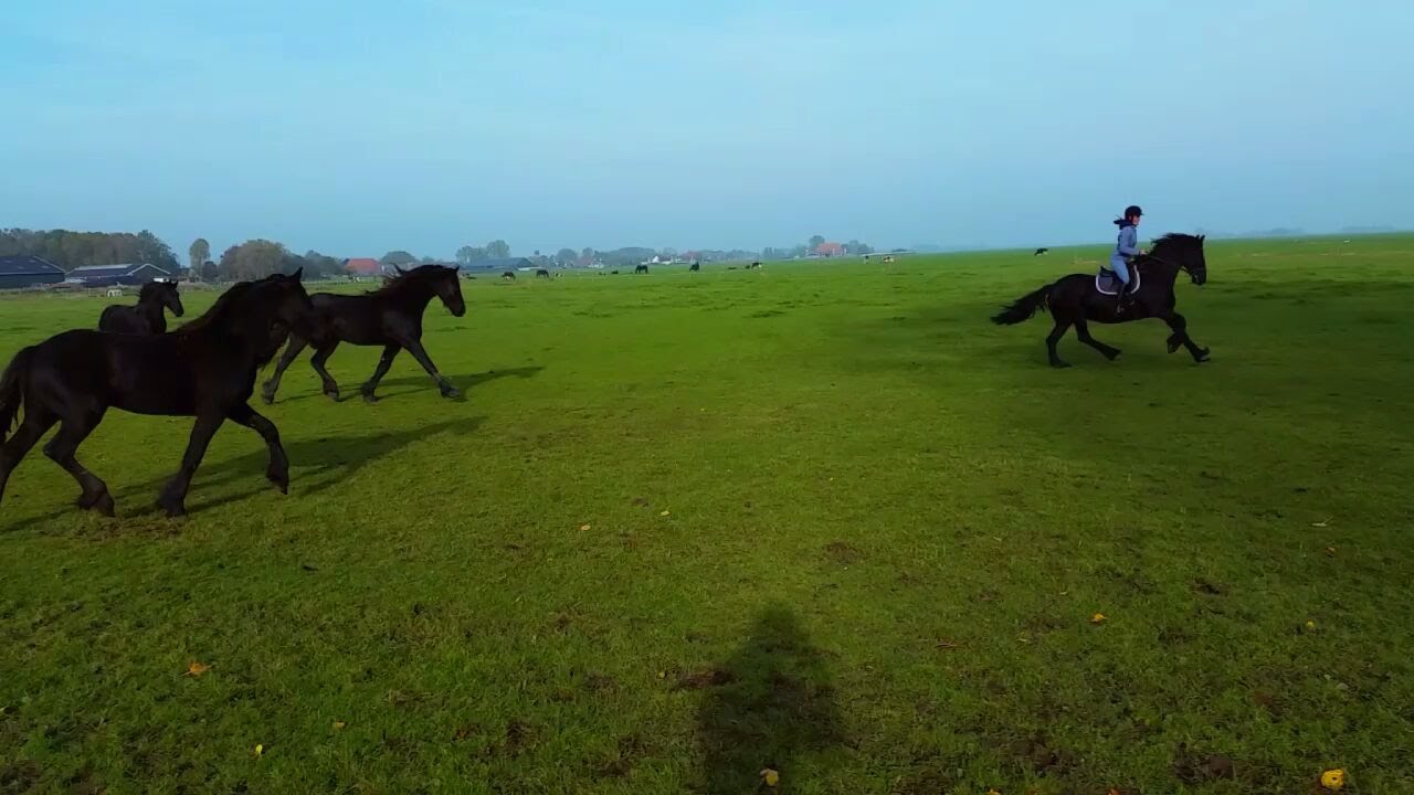 Friesian Horses - YouTube
