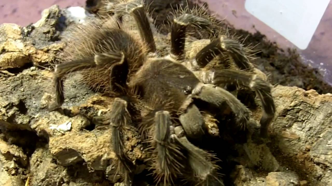 Tarantula Feeding Video 132 - Part 3 - The Right Shelf ;) - YouTube