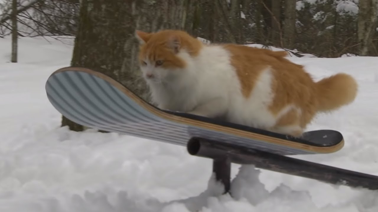 This Cat Loves Snowboarding - YouTube