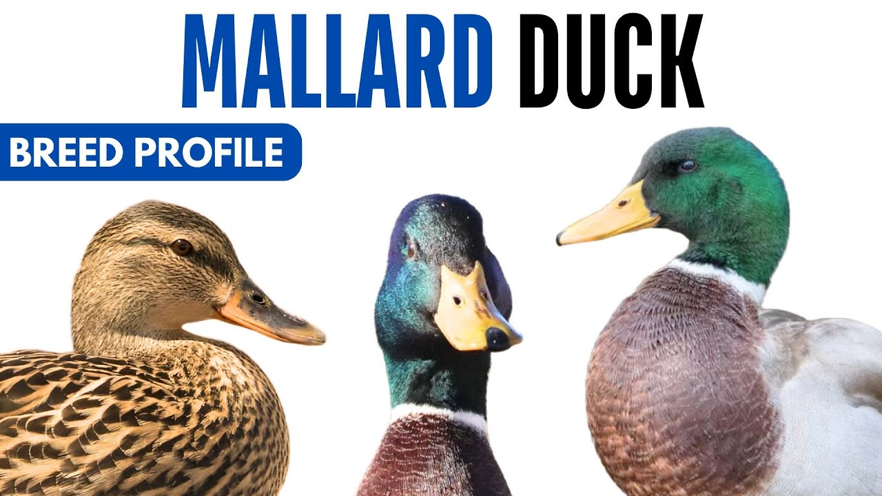 Mallard Duck Breed Profile History Health Issues - Mallard Duck Egg ...