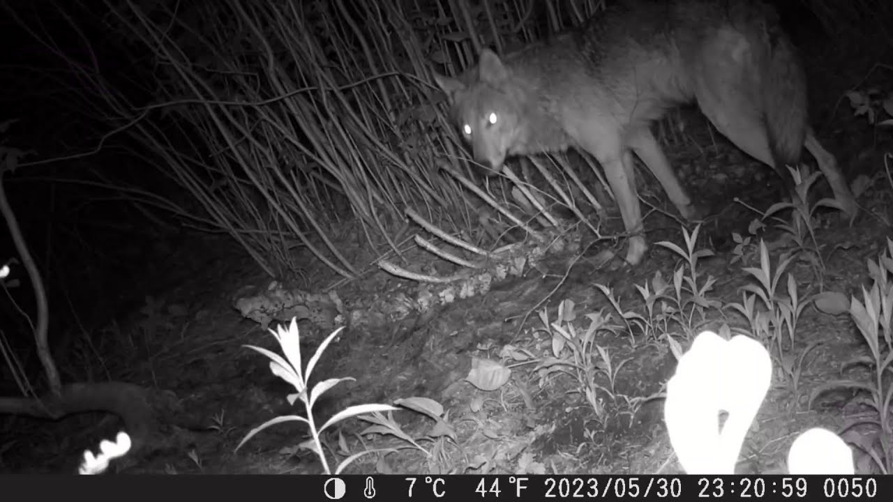 *caution, may be disturbing* Riff Raff return, NEW big wolf among ...