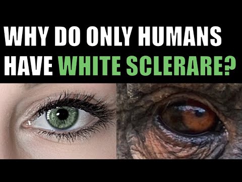 Why Do Monkeys Have Black Sclera