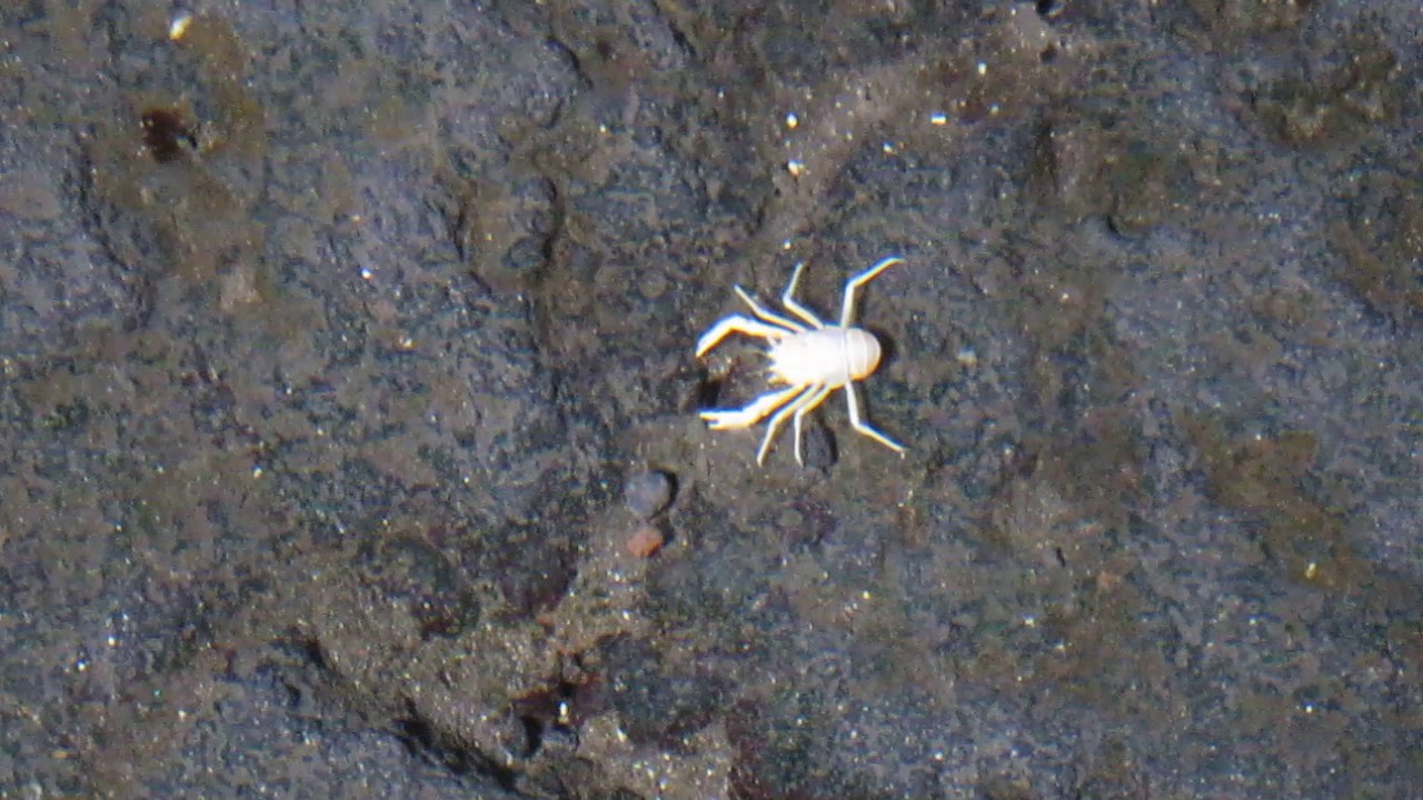 Blind Crab Cave Lanzarote