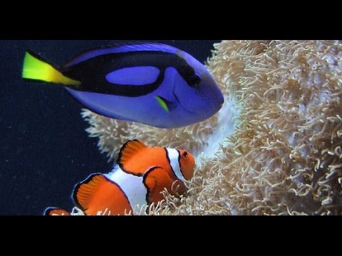 Descubre la especie de pez de Dory en este artículo - Reefcentral.org