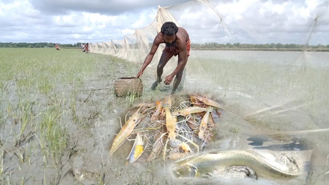 Amazing & best fishing video।। Big fish hunting by village River in ...