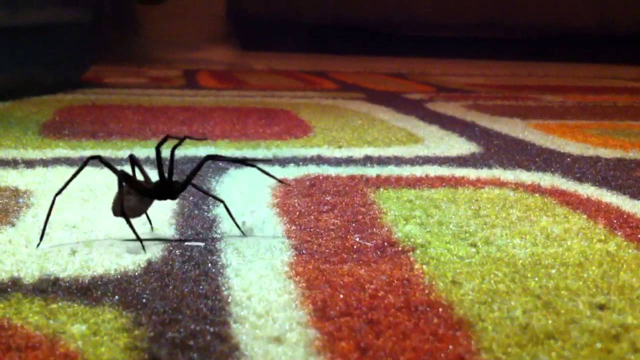 Spider ahhhhh! - YouTube