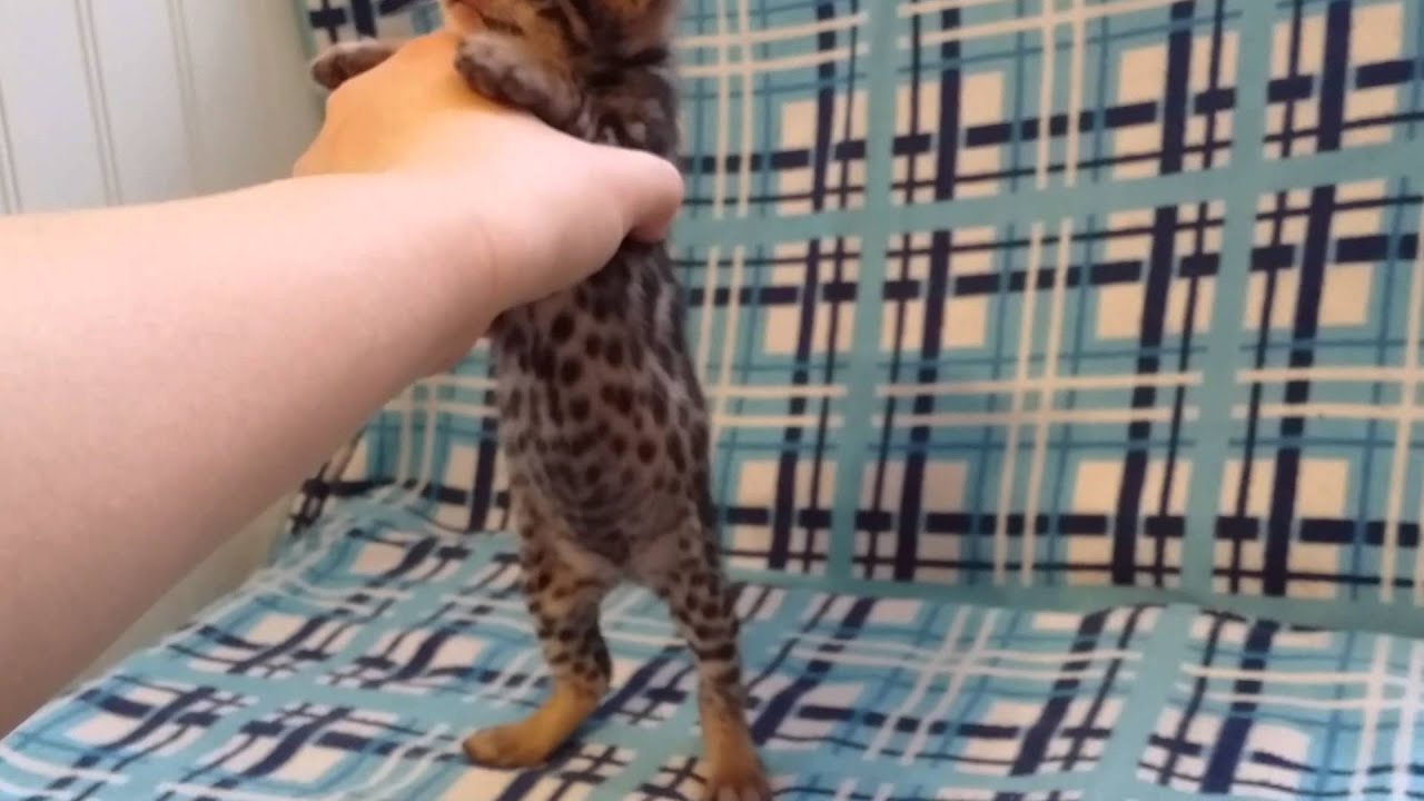 Baby Bengals - Cool Brown Spotted F3 Bengal Kitten Male - YouTube