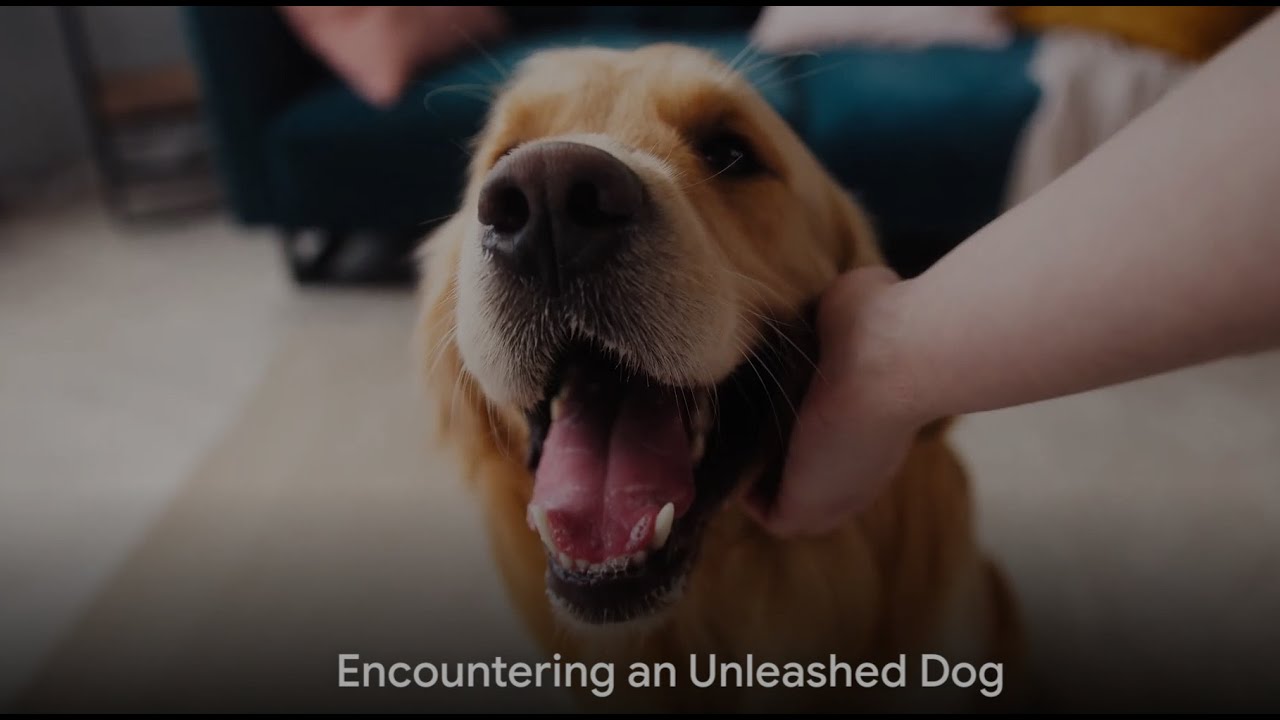 How to React to Unknown Dogs! - YouTube