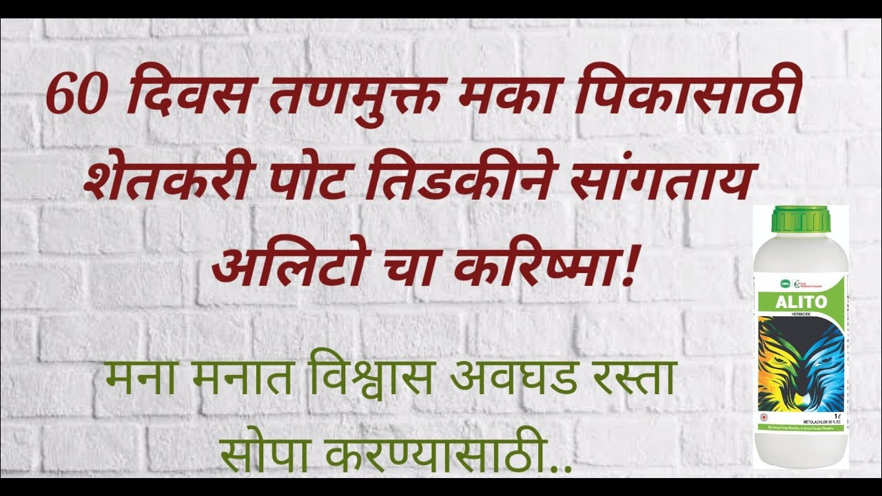 Swal( Alito+Attrastar) मका पिकातील 60-दिवस तण नियंत्रणाचा शेतकरी अनुभव ...
