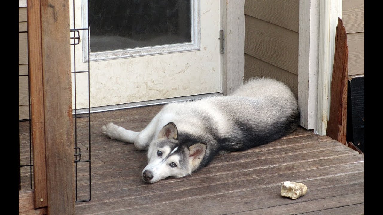 A Bored Husky Dog in Seattle - YouTube