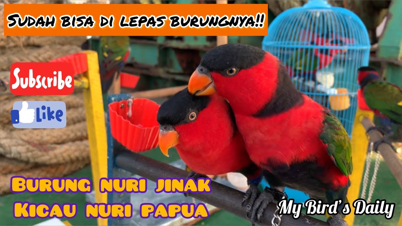 BURUNG NURI JINAK || Nuri Kepala Hitam Papua!! - YouTube
