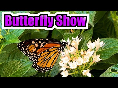Krohn Conservatory Cincinnati | Butterfly Show in 4K - YouTube