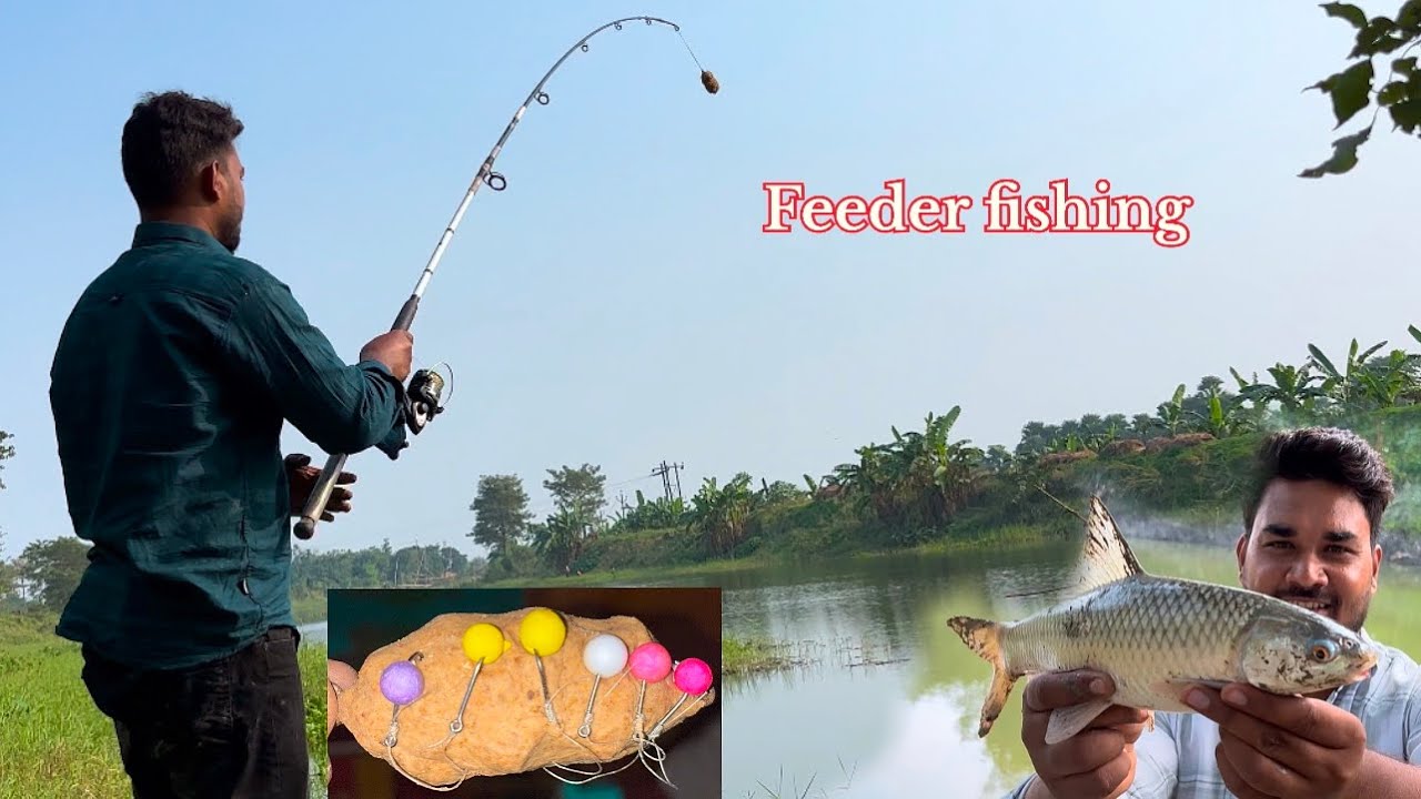 Feeder fishing best technique || feeding fishing || fishing videos ...