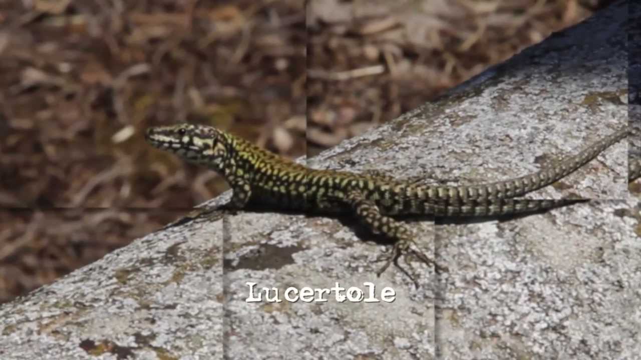 Lucertole di casa - YouTube