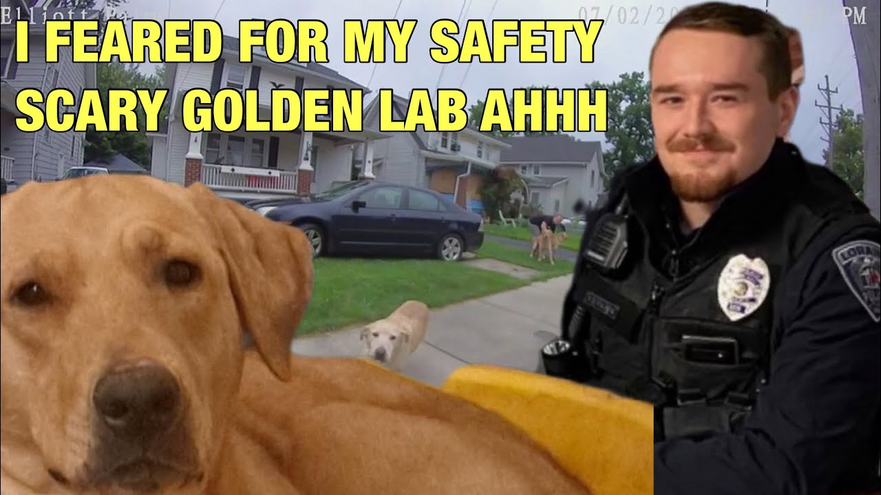 The Worlds Scariest Cop So Scared Of Golden Labrador Mix - YouTube