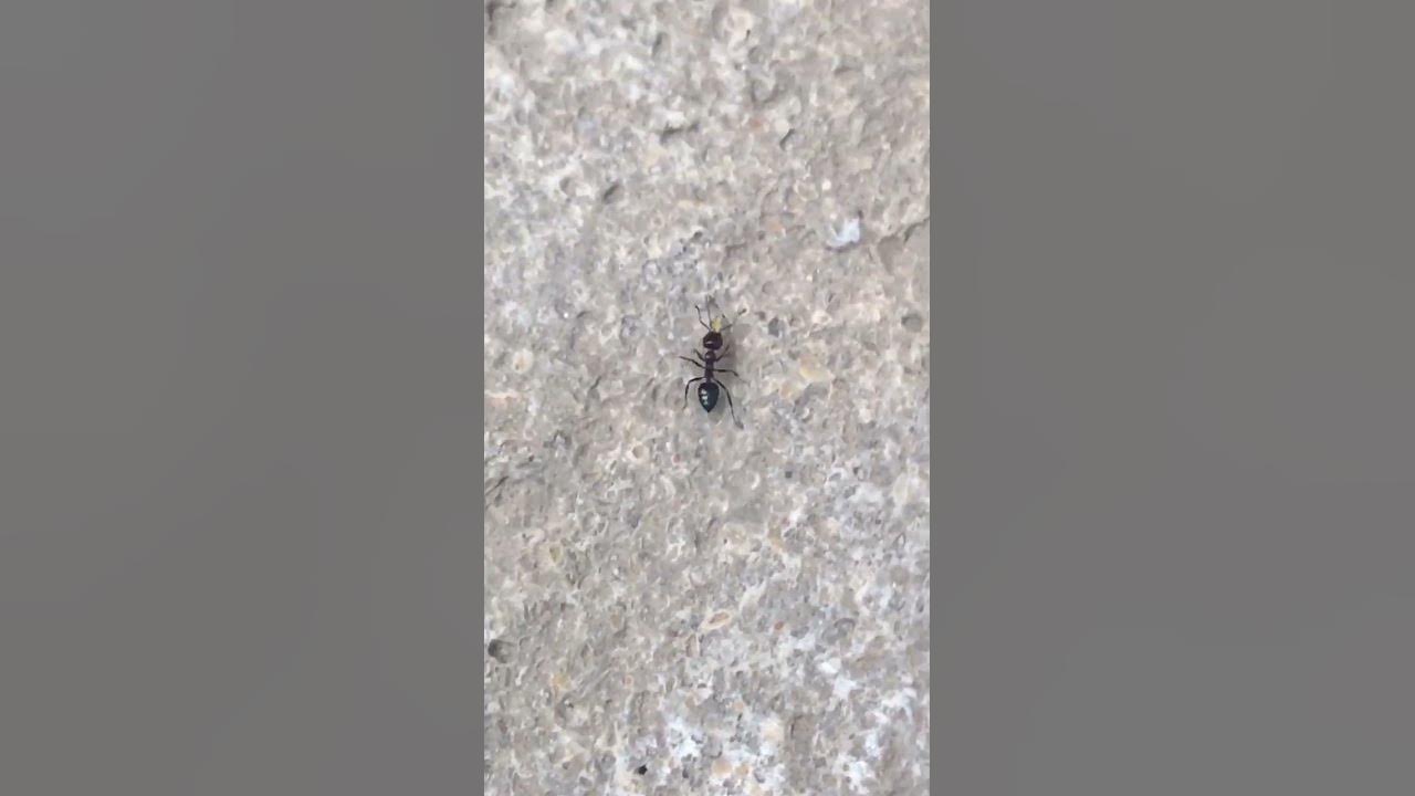 Трудиться муравьи 🐜 - YouTube