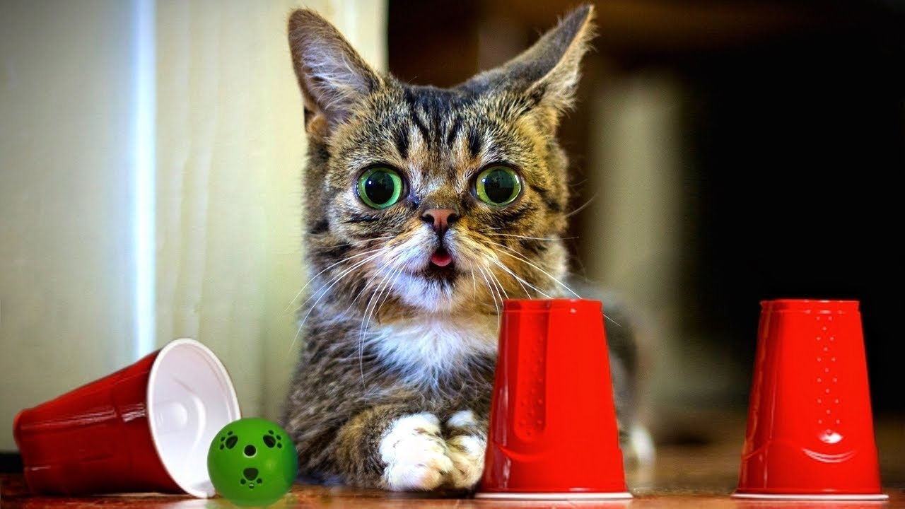 Cats and Dogs Playing The Shell Game Compilation - YouTube