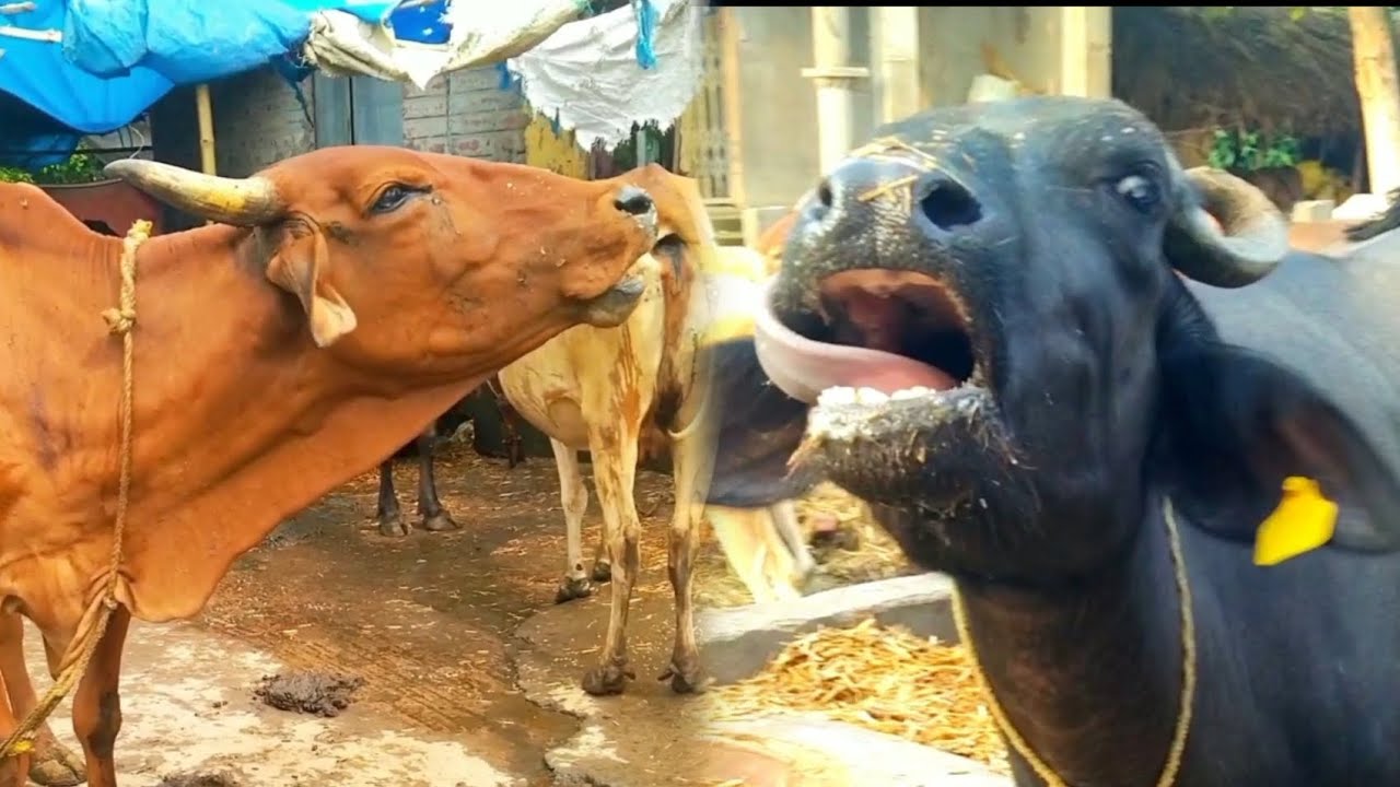 animal video | Village animal video #sound #animals #baffalo #cow #big ...