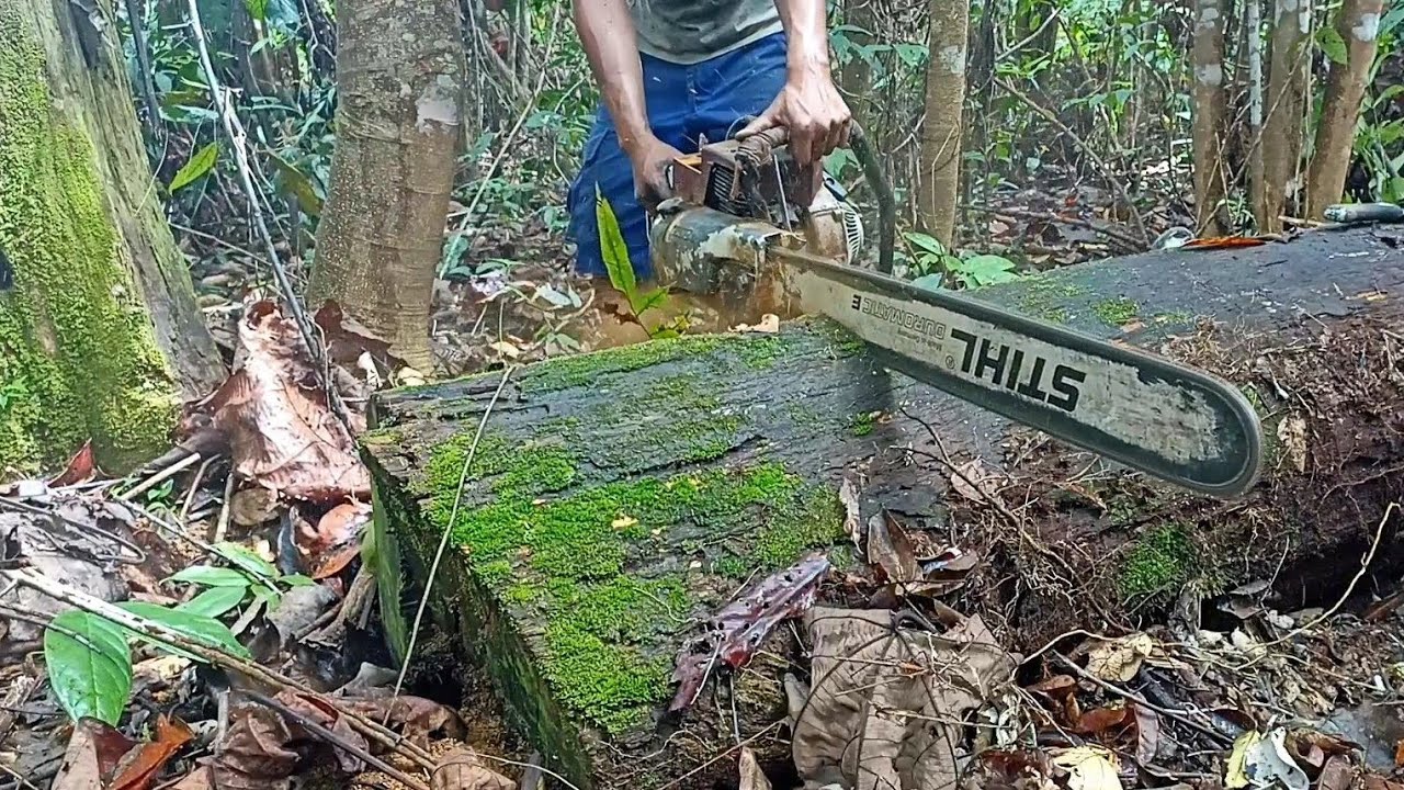 INCARAN PARA KOLEKTOR !! KAYU ULIN BERMUTU TINGGI DENGAN SERAT PADAT ...