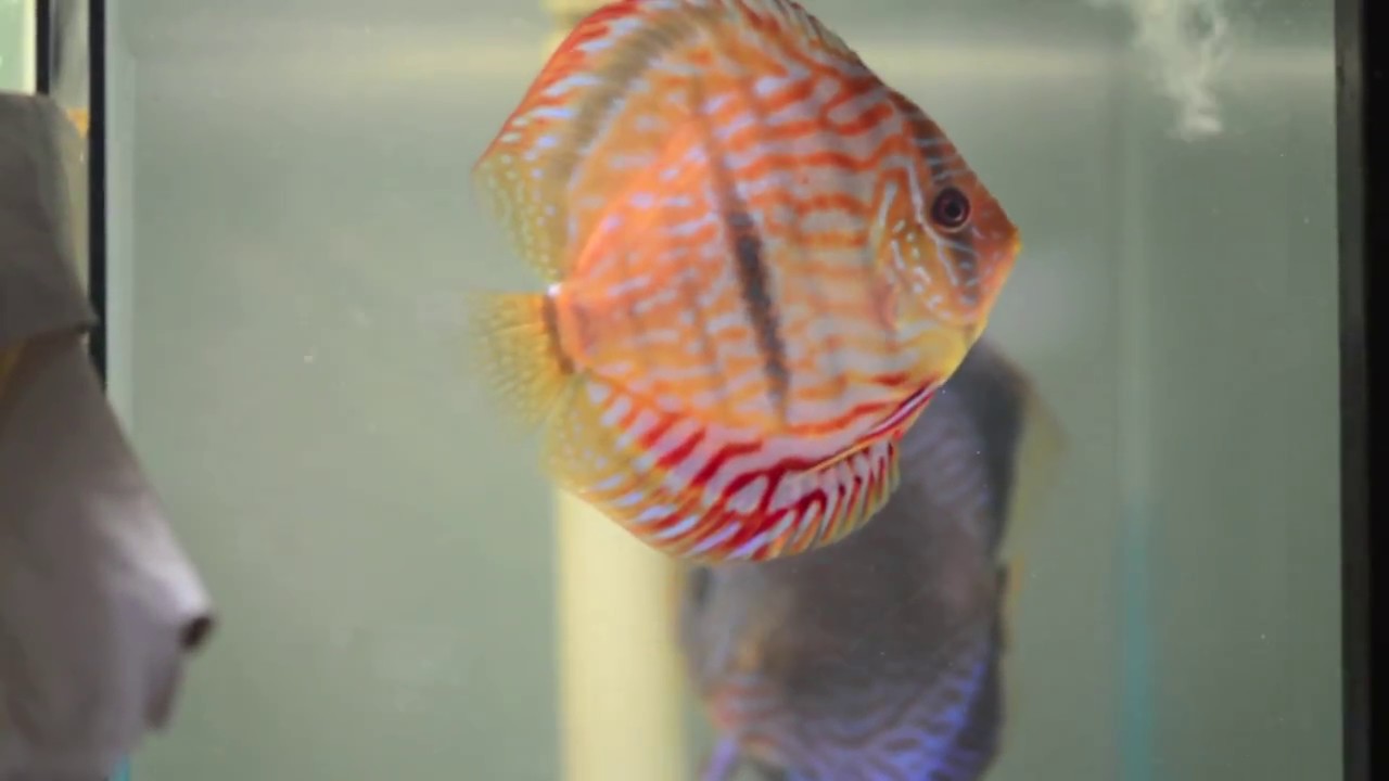 Dr. Teoh Red Heckel x Red Turquoise Discus Breeding Pair With Eggs ...