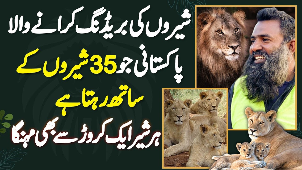 Lahore Safari Zoo Park - Lion Ki Breeding Karane Wala Pakistani Jo 35 ...