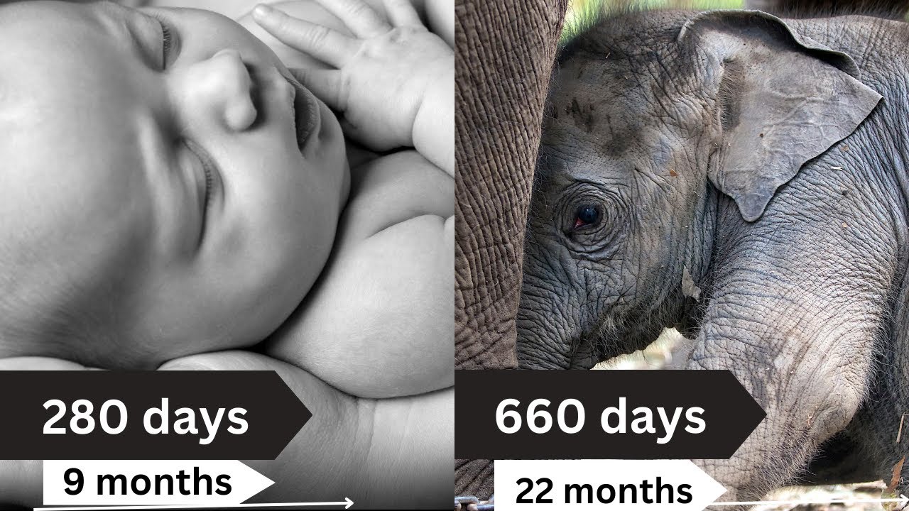 Animals with the longest gestation period #animalfacts - YouTube