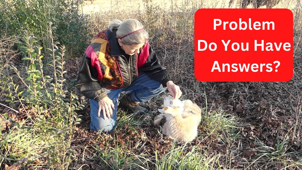 Goat Problem - Do You Have Answers? - YouTube