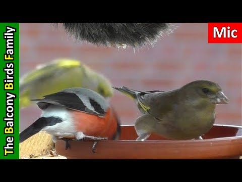 #033 - Balcony bird house ... Bullfinches + Greenfinch together in birdhouse