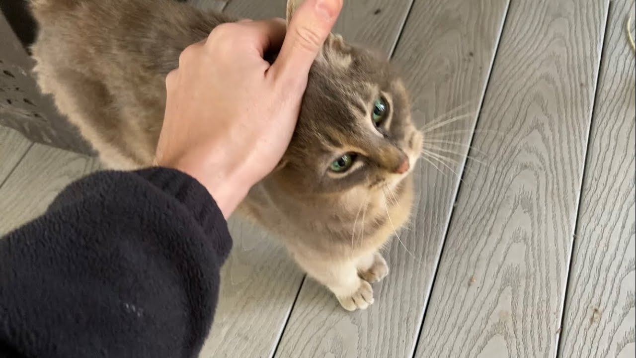 Animal Friends 4 - YouTube