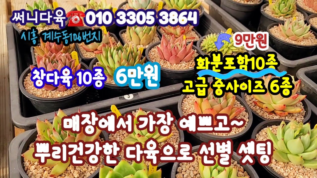 매장에서 가장예쁘고 건강한 다육으로 선별해서 셋팅크지않아도 짱창하게 달군창10종6만중사이즈6종국산화분에 심은10종다육