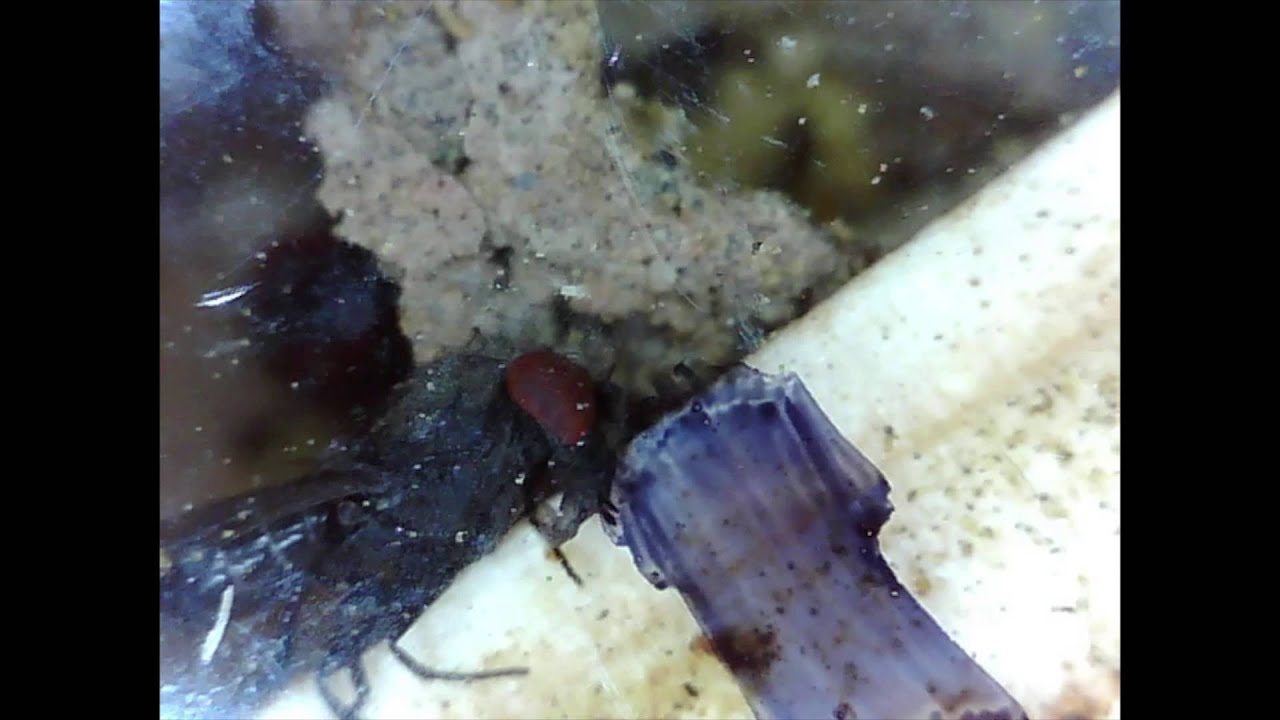 Cacoxenus indagator, Houdini Fly, escaping Red mason bee cell pt 2 ...