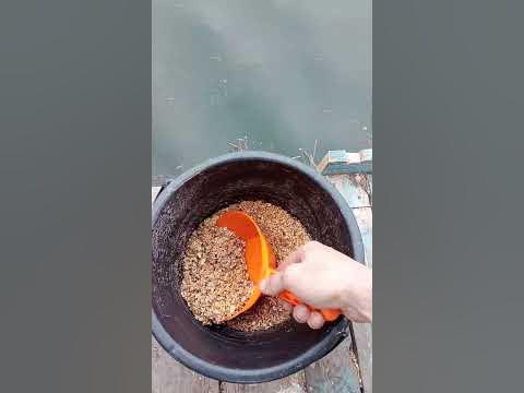 Корм для Рыбы. Разведение Карпа, Карася. Рыбалка. Fish food. Carp ...