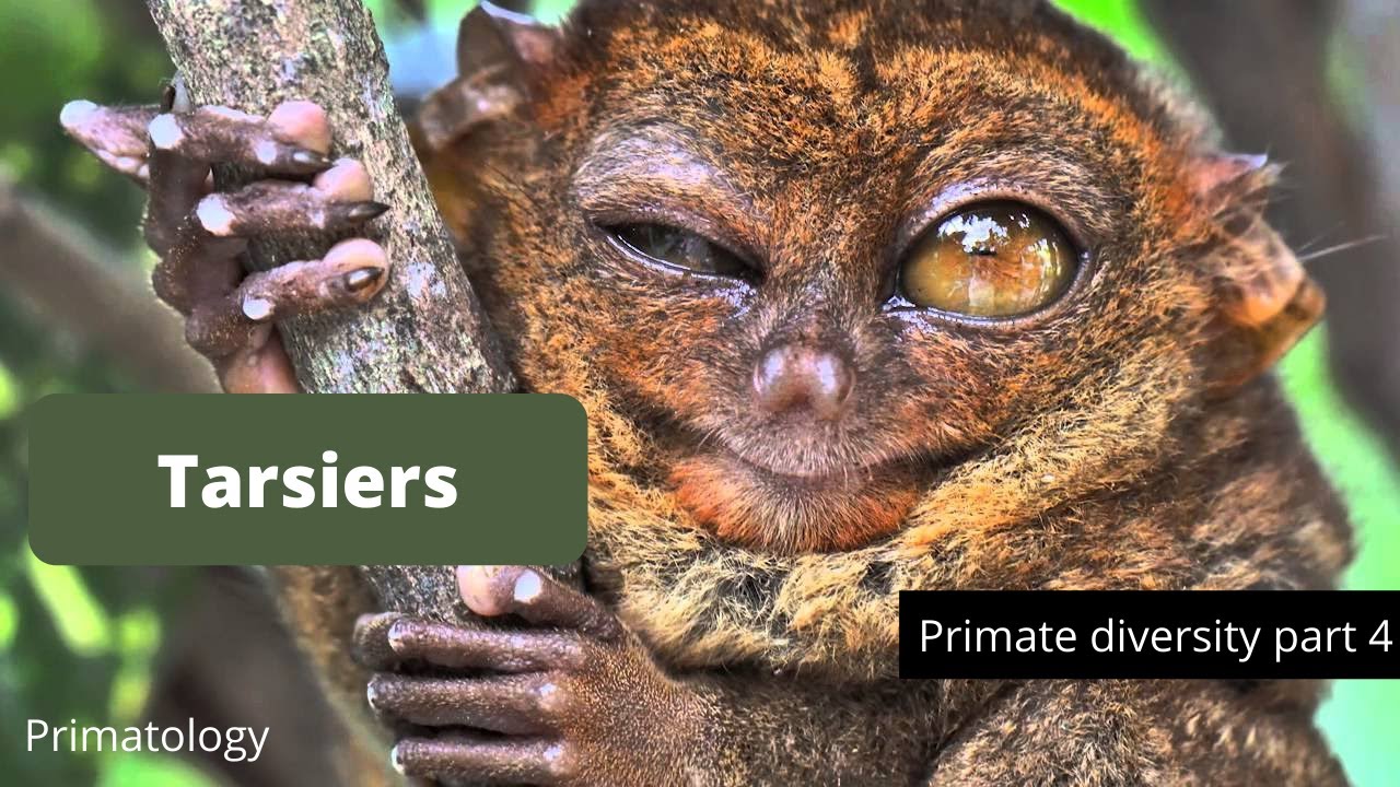 Tarsiers - YouTube