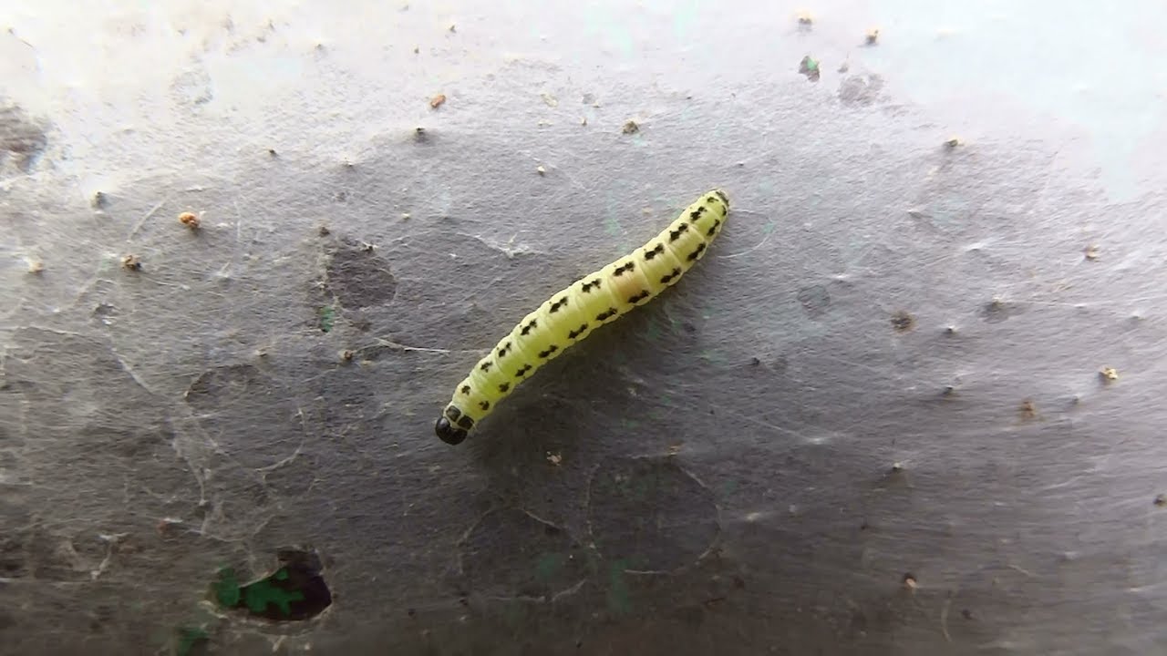 Witte ingepakte boom door rupsen van spinselmotten / Amsterdam - YouTube